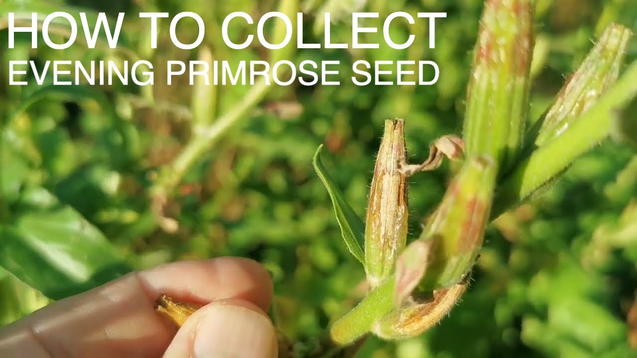 Evening Primrose Seed