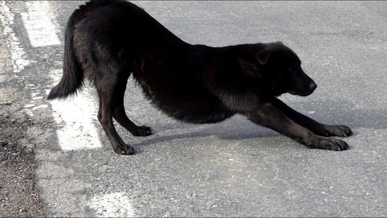 stray dogs romania - YouTube