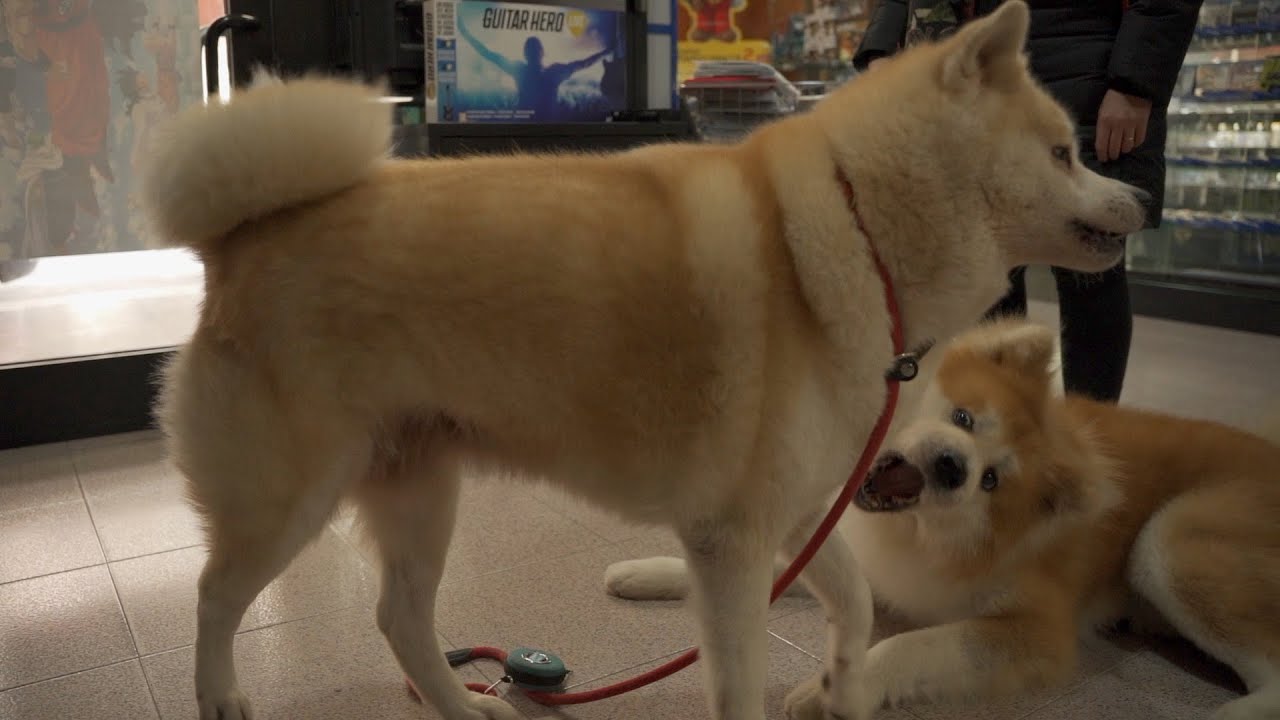 AKITA DOG "SANGO" with his friend "YUMIKO" in italian small town - YouTube