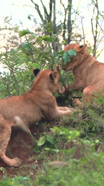León vs León 🦬 vida salvaje y peligrosa - ¡Batalla Épica entre Animales Salvajes! - YouTube