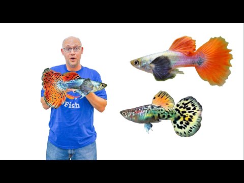 ALL GUPPIES Fish Warehouse Tour