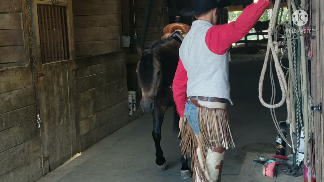 Hip #1 Offed by Triple R Stables@The Horsemans Mission select sale Nov ...