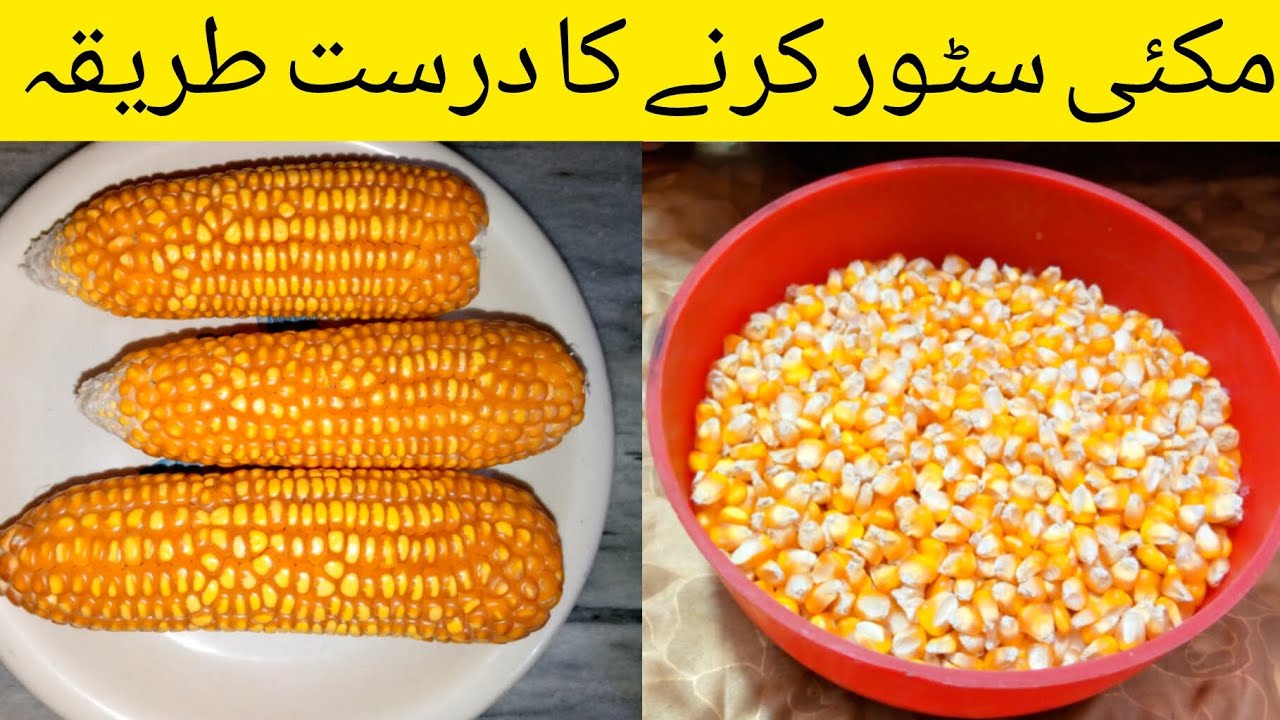 How To Store Corn For long time/Corn nikal kr store KRNY ka Asan Tariqa ...