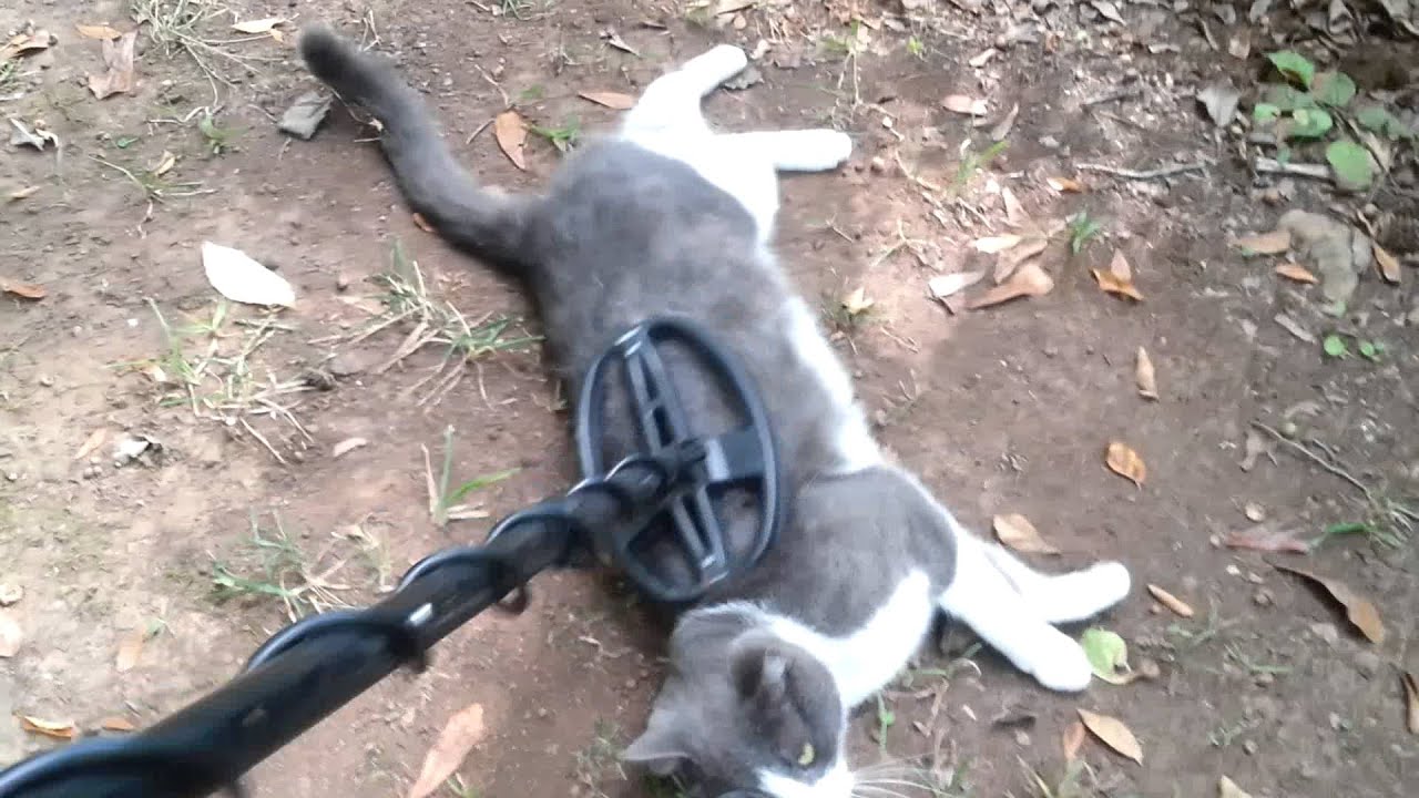 Found a cat metal detecting with my Garrett AT Gold - YouTube