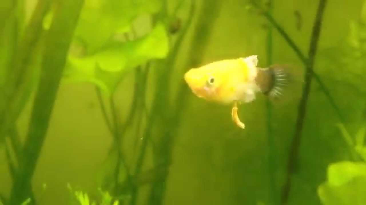 SICK GUPPY Columnaris? - YouTube