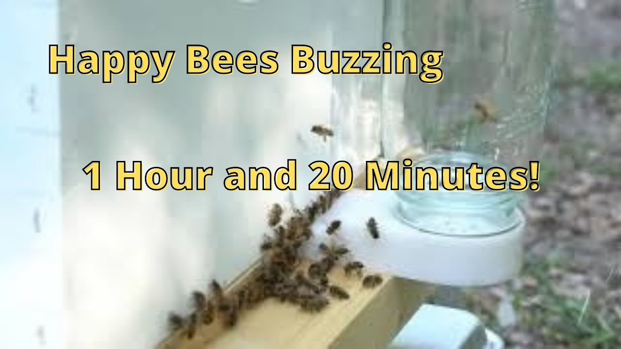 Happy Bees Buzzing 1 Hour+ - YouTube