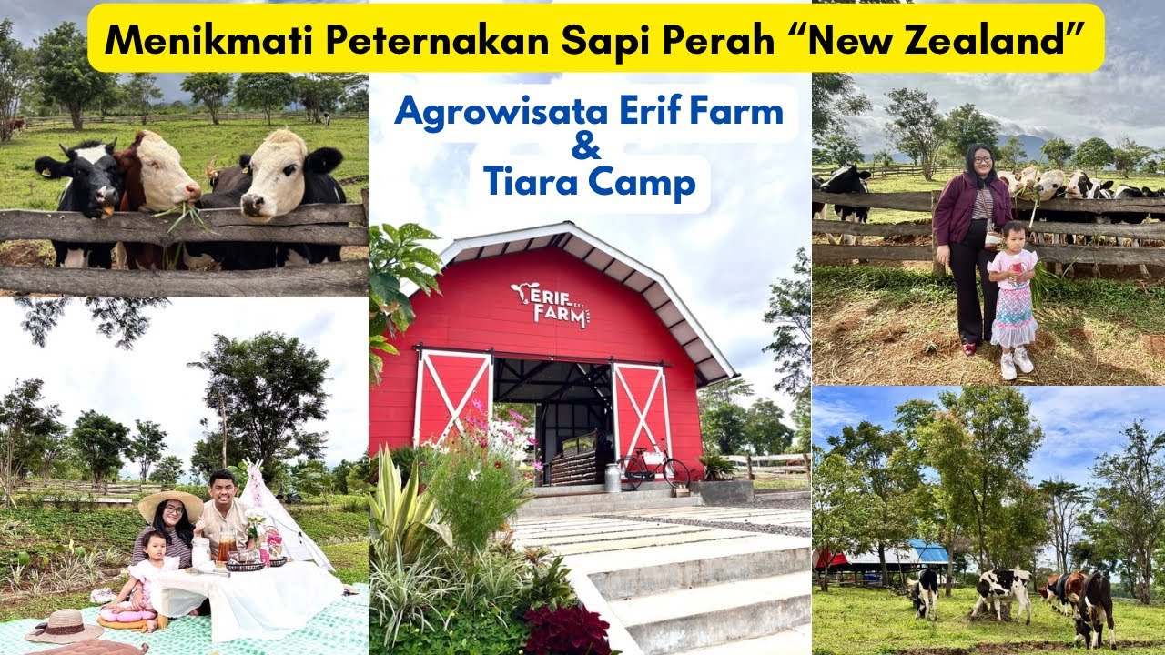 BARU!! || WISATA MEMBERI MAKAN SAPI "NEW ZEALAND" SAMBIL PIKNIK ...