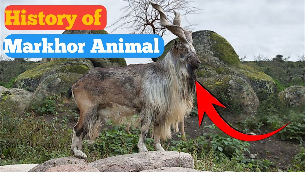 "Mountain Majesty: The Epic Saga of the Markhor" - YouTube
