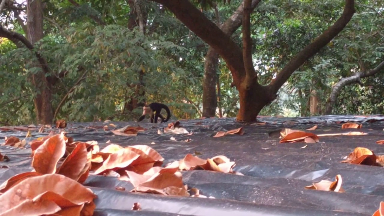 Monkeys at Mango Moon - YouTube