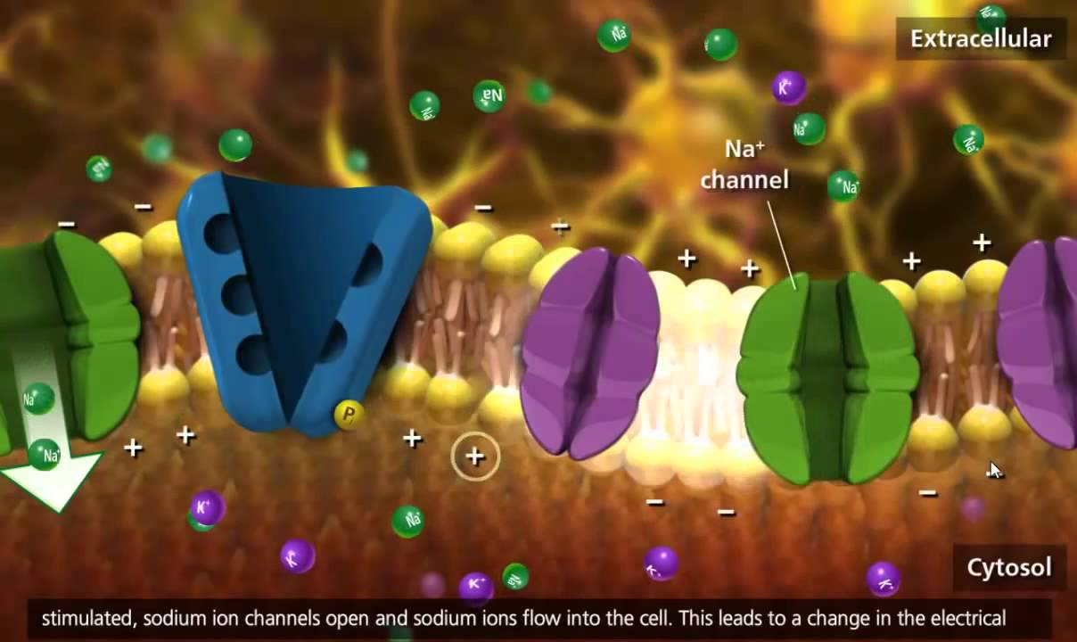 Nerve Impulse Molecular Mechanism 3D Animation - YouTube