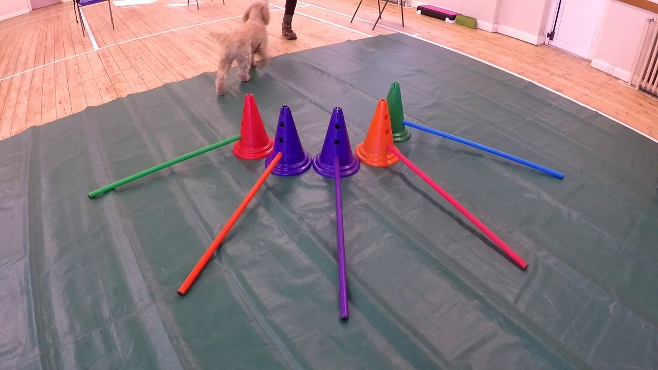 Cavalettis in an Arc - novice trick - YouTube