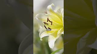 Easter Plants That Are Toxic For Cats | The Pack
