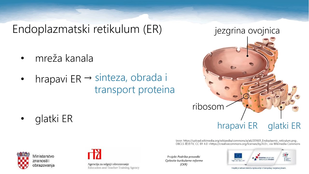 Biologija 3. SŠ - Eukariotska stanica, 1. dio - YouTube