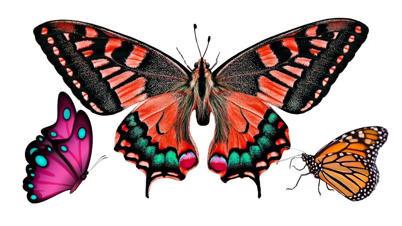 Introduction to Butterflies: The Beauty and Miracle of Nature | World ...