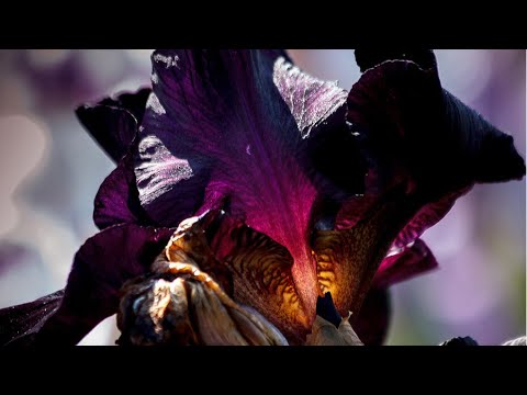 Iris Wars I Ensar Oud Iris Ghalia Vs. Amouage Interlude Black Iris Vs. Dior Homme Intense - YouTube