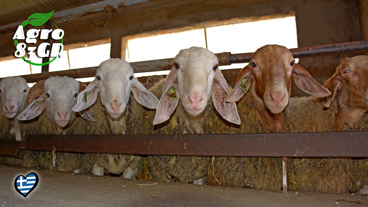 🐏 Φάρμα Προβάτων Ασσάφ - Assaf Sheep Farm 🥛 - YouTube