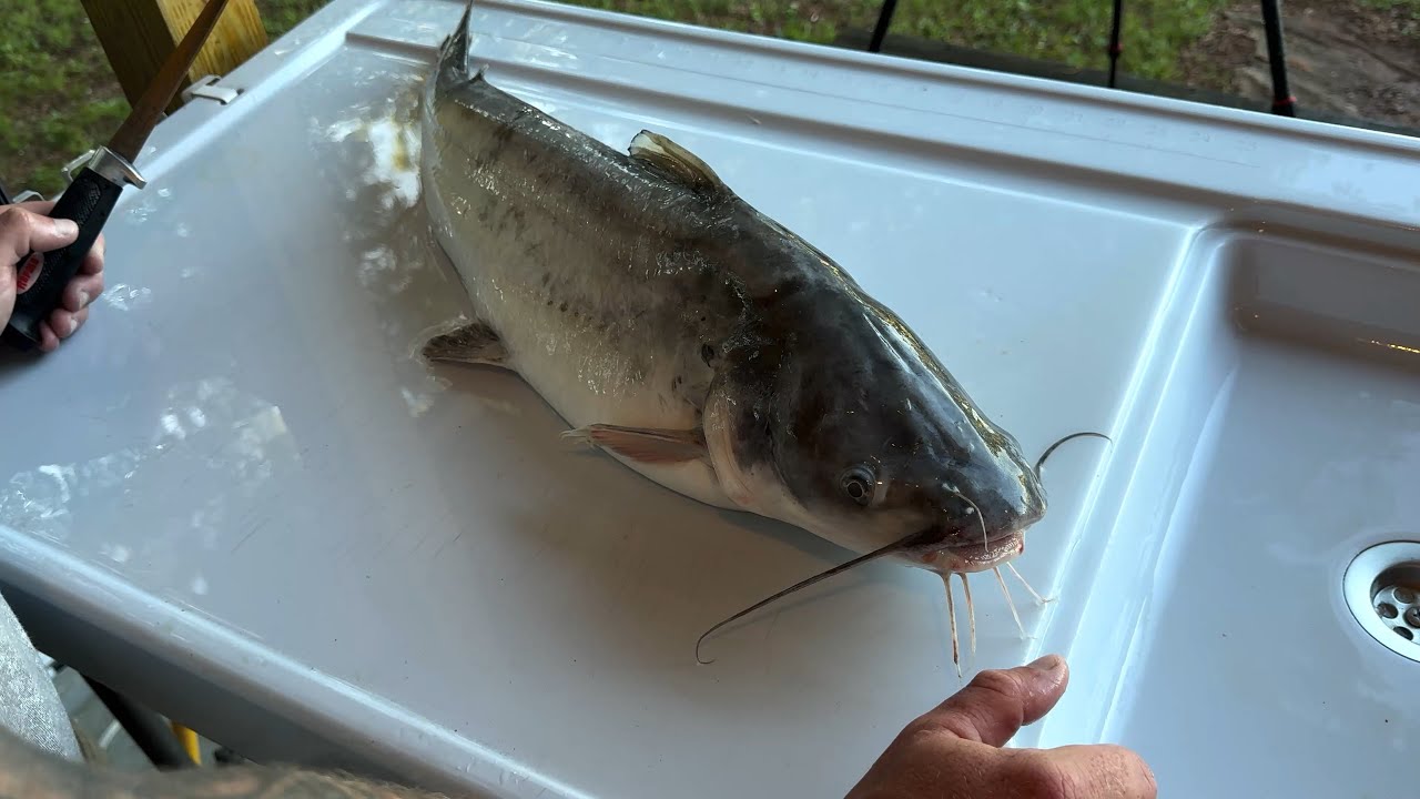 The Right Way to Filet a Blue Catfish (No Meat Wasted!) HOW TO FILET ...