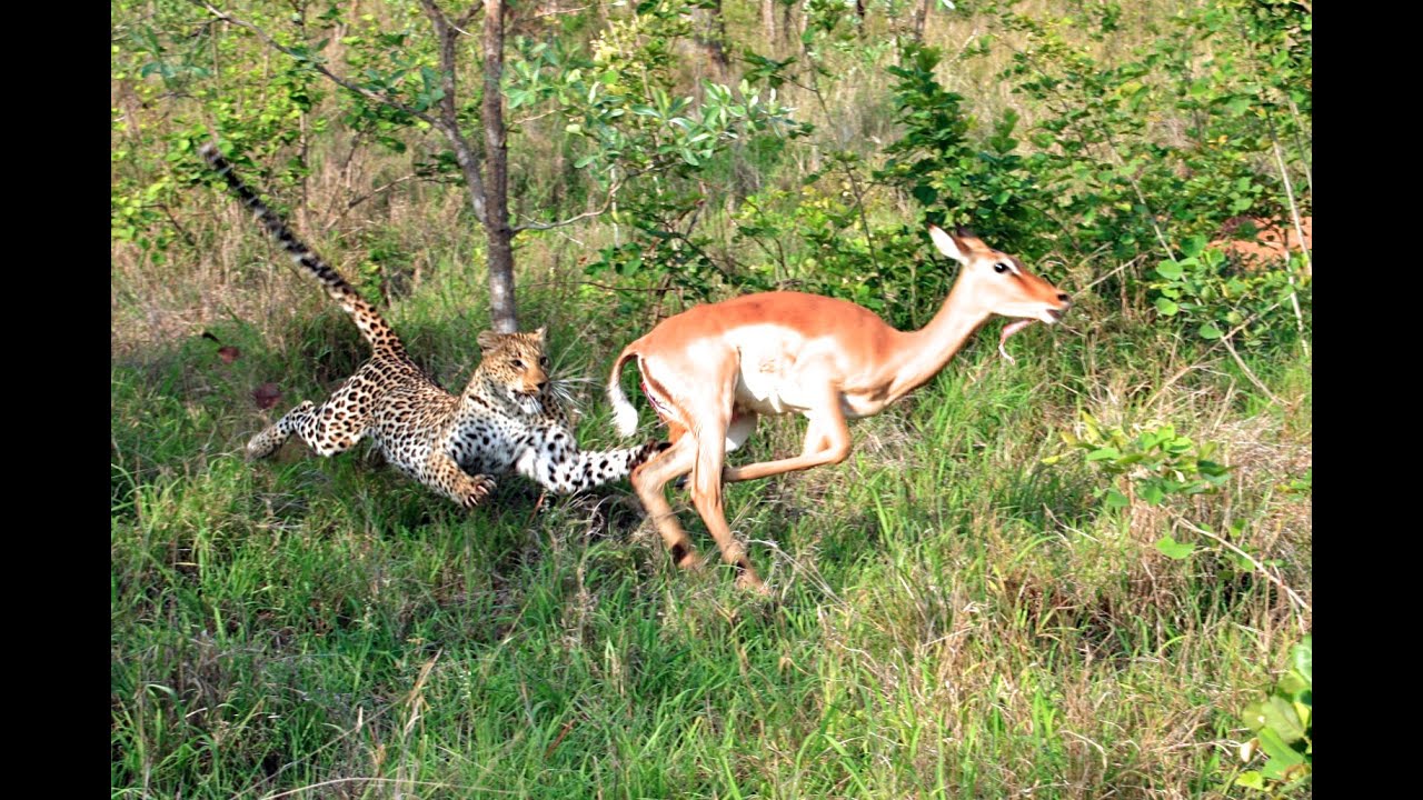 LEOPARD KILLS IMPALA-Original video NO MUSIC just after Impala gives ...