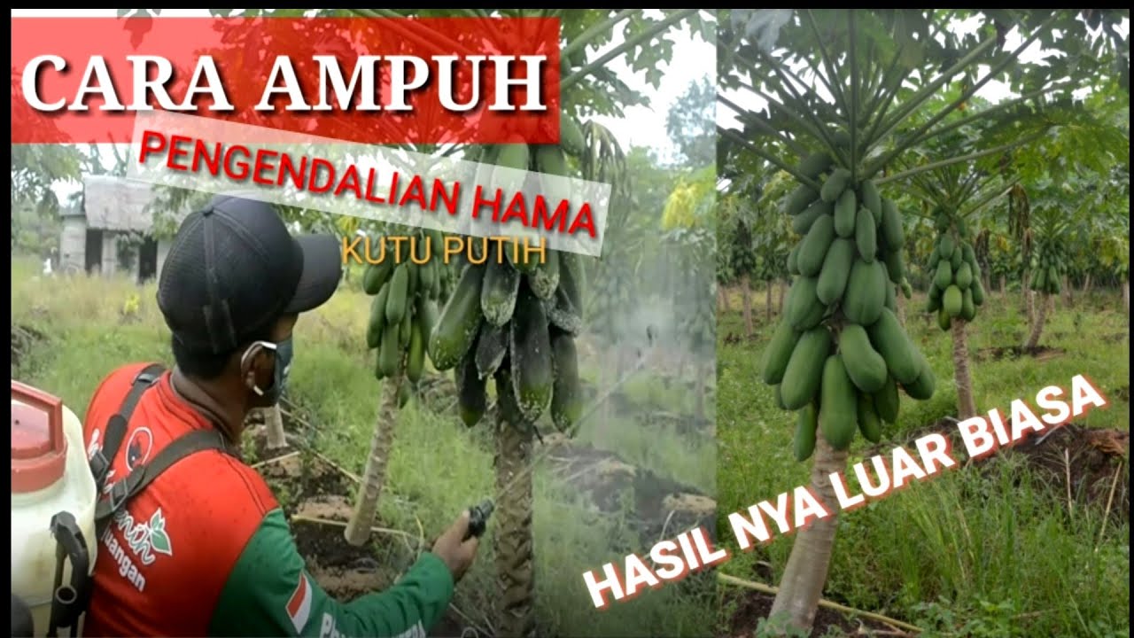 CARA PENGENDALIAN HAMA KUTU PUTIH PADA POHON PEPAYA CALIFORNIA - YouTube