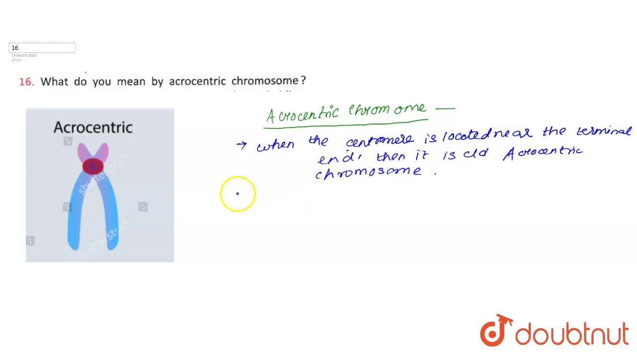 What do you mean by acrocentric chromosome? - YouTube