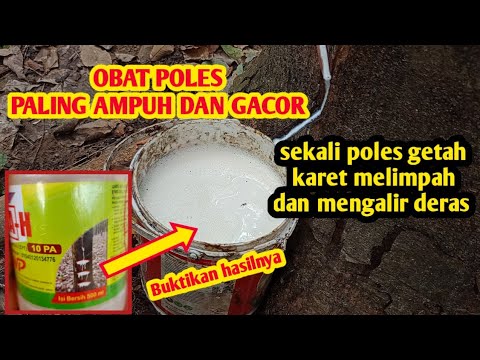 OBAT POLES TERBARU 2024 ‼️ Paling ampuh, sekali poles getah karet mengalir deras dan melimpah