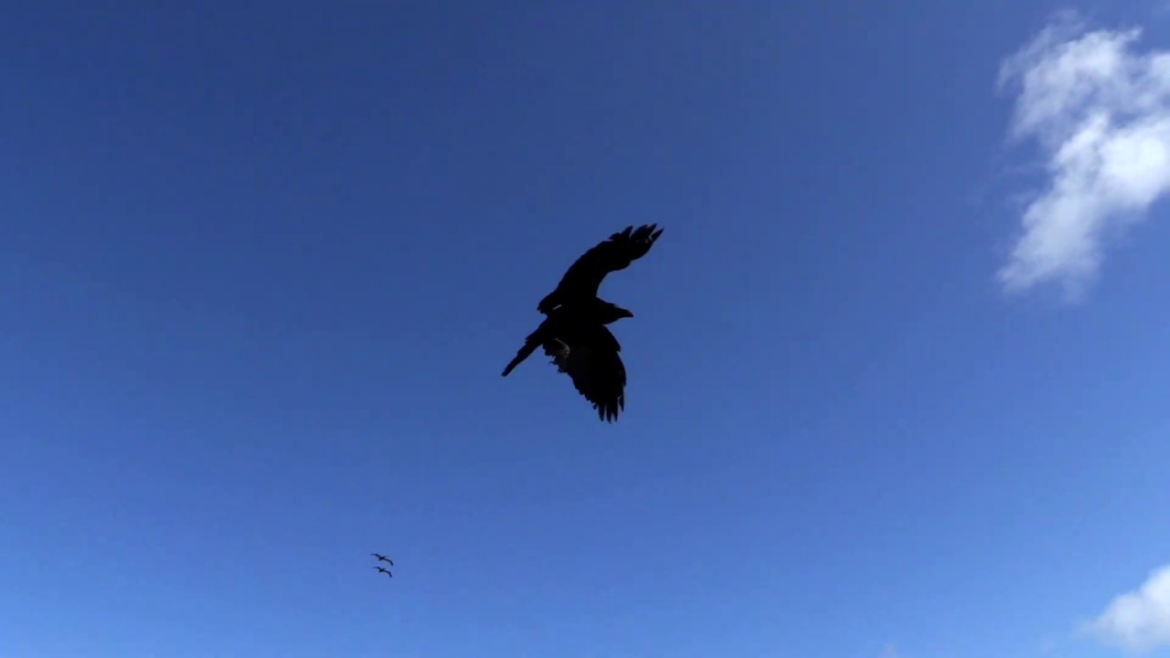 Raven Chases Crow - YouTube