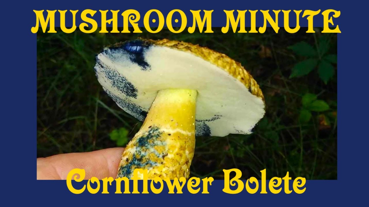 Amazing Cornflower bolete that turns blue and is edible! - YouTube