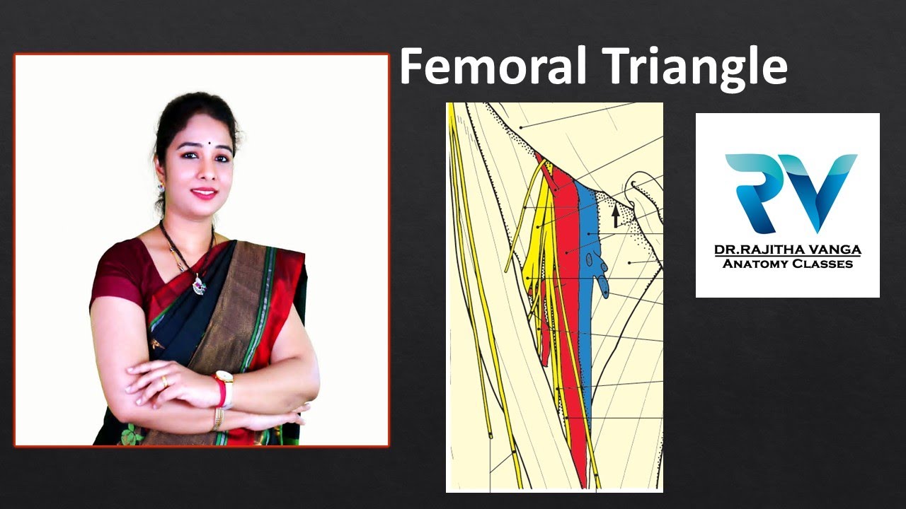 Femoral Triangle/Scarpa's Triangle by Dr. Rajitha Vanga - YouTube