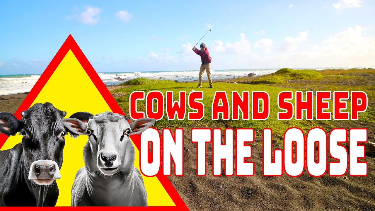 Cows, sheep, and…GOLF. What?! | Ngawi Hitaround Golf Links, Aotearoa ...