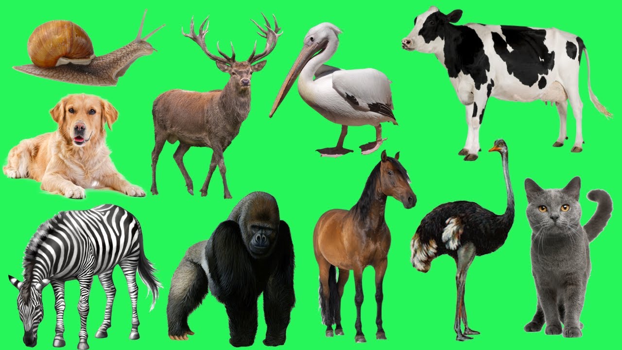 APRENDER ANIMALES | ANIMALES PARA NIÑOS | ANIMALES DEL ZOOLOGICO ...