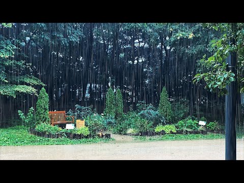 (4K) Walking in Heavy Rain | Park | Binaural Rain Sounds for Relaxtion | S.Korea | 폭우 공원 빗소리 장마