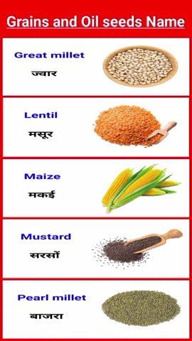 Oil seeds name, mustard || #english #shortvideo #gk - YouTube