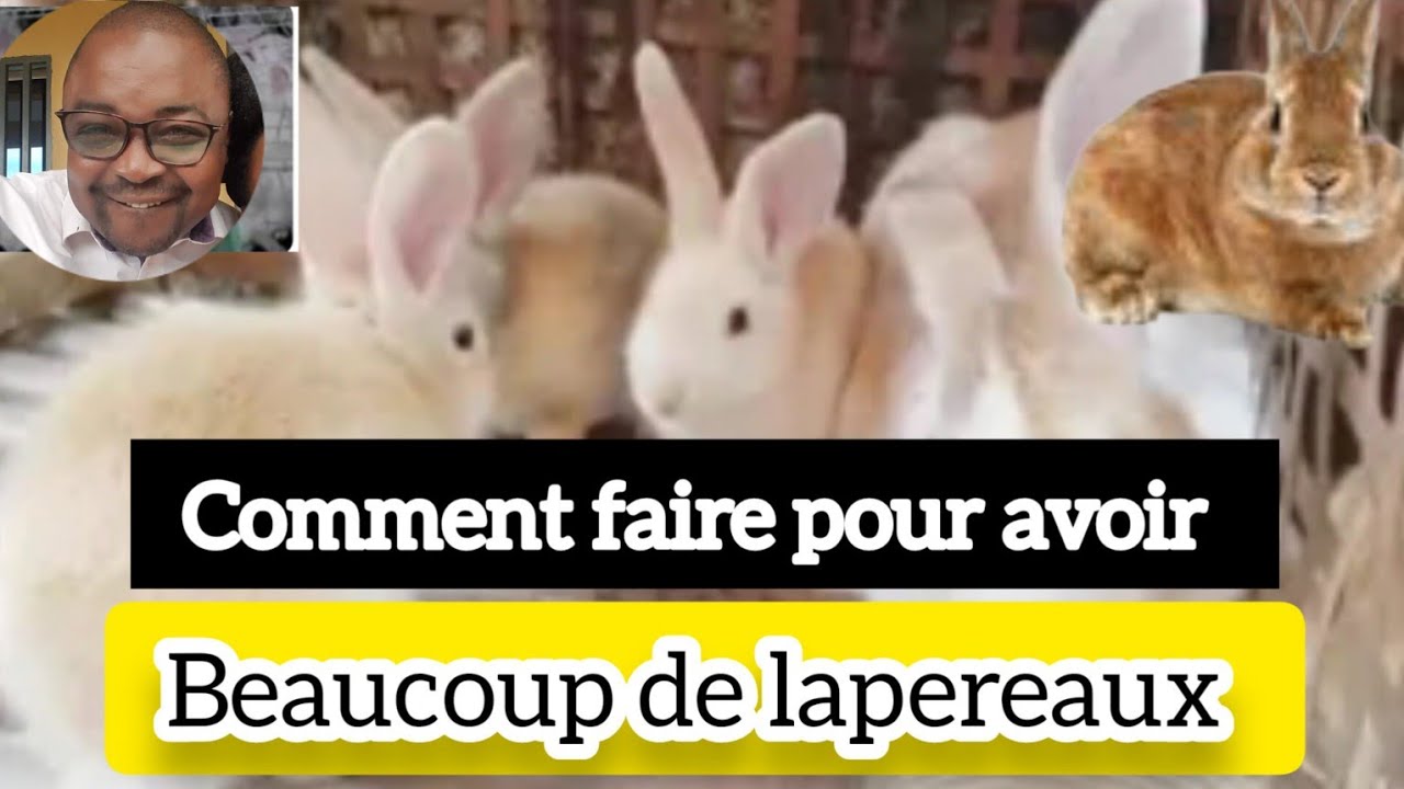7 PUISSANTS SECRETS POUR AVOIR UNE GRANDE PORTÉE DE LAPEREAUX 🐰 À LA ...