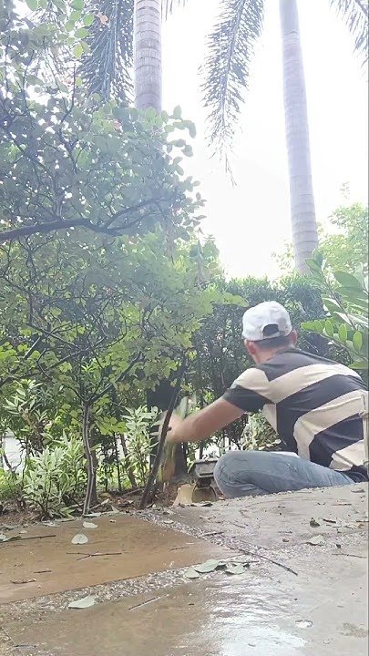 Schedule sa pag linis ng bahay guy's.kasi po madumi na ang paligid tag ulan pa guy's - YouTube