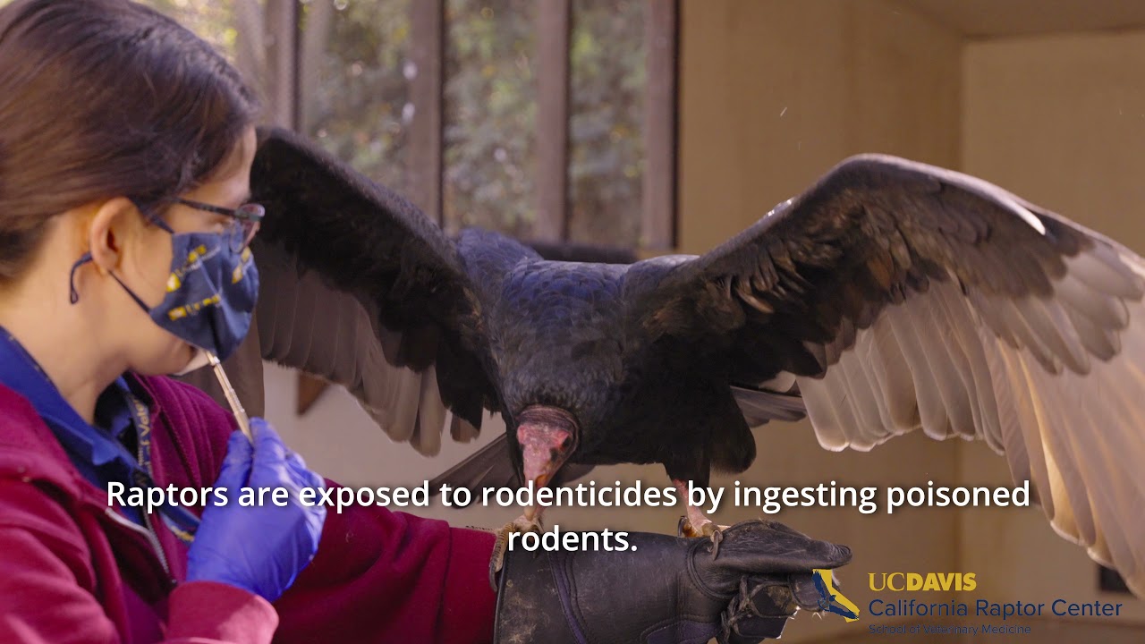 California Raptor Center | Anticoagulant Rodenticides and Raptors - YouTube