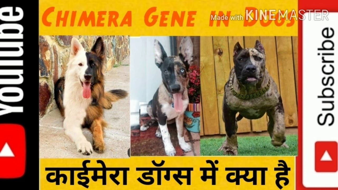 Chimera Genetics Dog