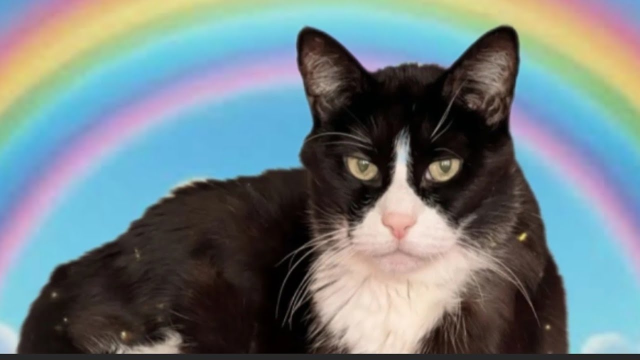 A tribute to Boy the Aussie cat! - YouTube