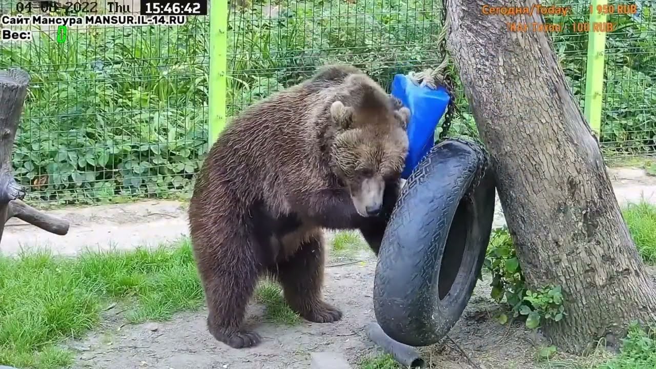 Медведь Мансур - Mansur the Bear (Медвежья разминка) - YouTube