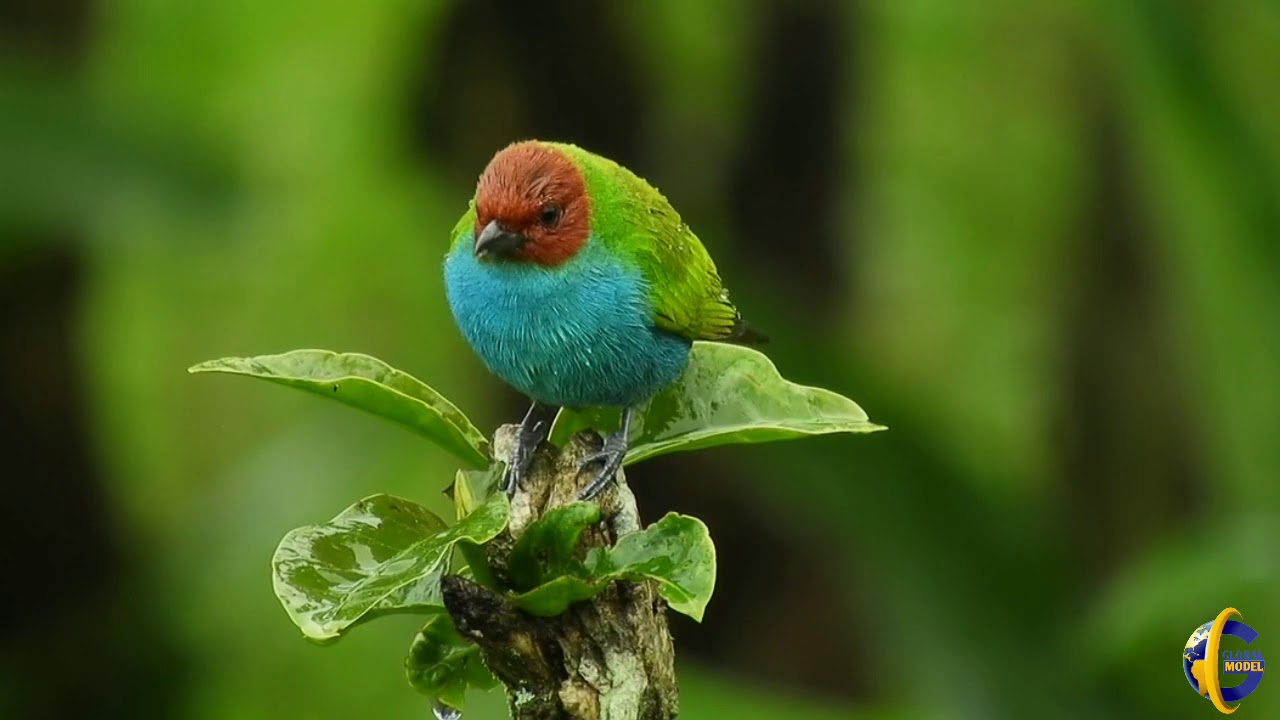 Nature 4K Beautiful Birds - YouTube