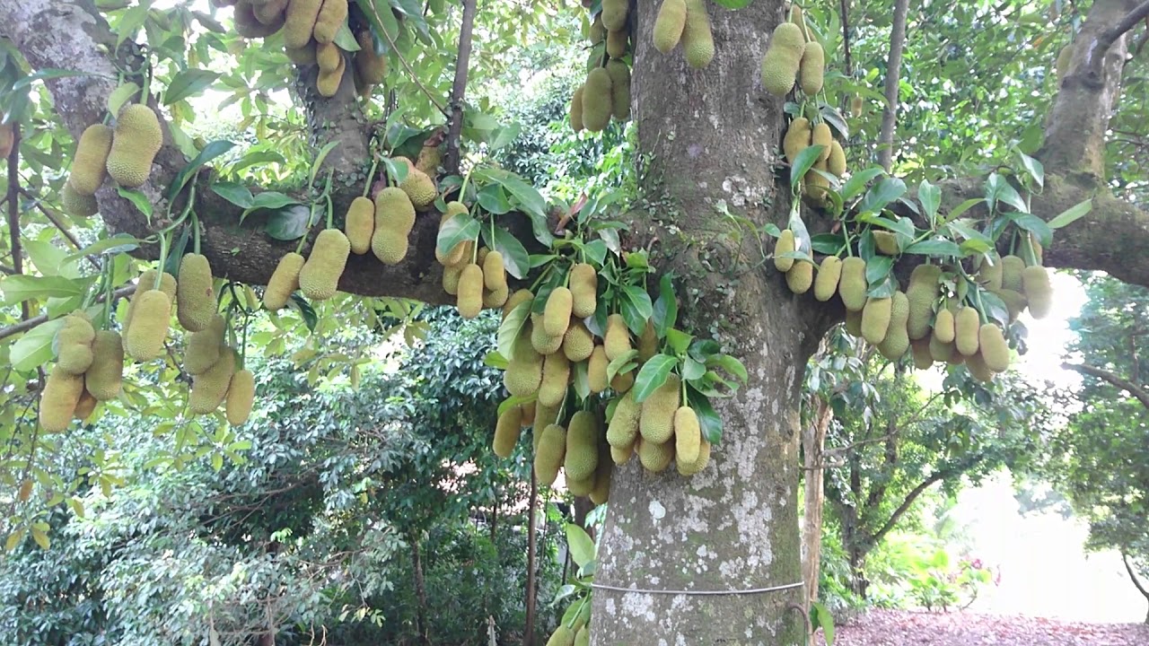 Indian Cempedak - YouTube