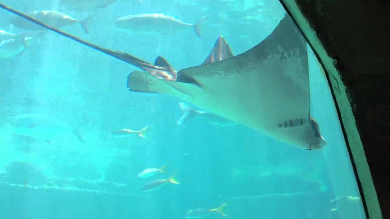 Nassau, Bahamas - The Dig, Atlantis Resort, 05-08-2012 - YouTube