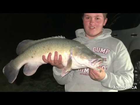 MURRAY COD!!!! Wyangala dam fishing, trolling camping and how to fillet ...