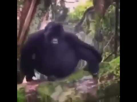monkey falls off tree - YouTube