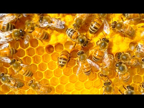 BEE DANCE! - YouTube