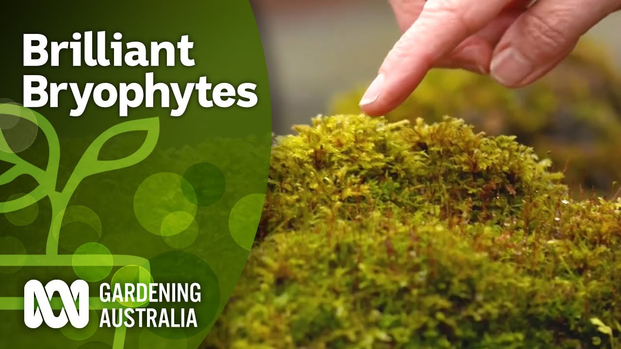 Brilliant Bryophytes | Hornworts, Liverworts, Mosses | Gardening ...