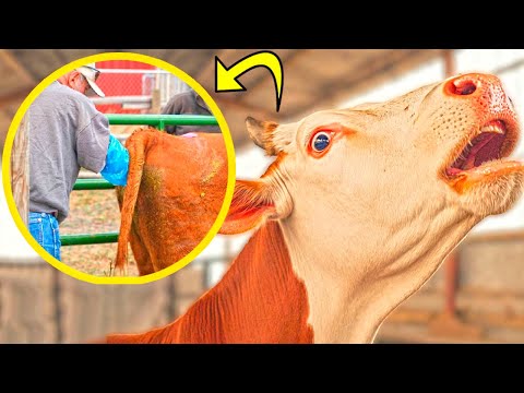 FARMING 2024! ROBOTIC MACHINE COW MILKING GRINDING AND CLEANING POWERHOUSE MACHINES MILKING FEEDING