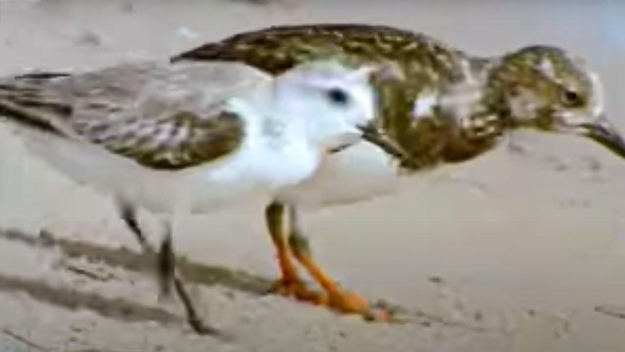 Birds Flock to the Shores of the Sahara Desert | BBC Studios - YouTube