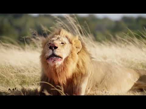 Vahşi Doğanın Gizemli Dünyası | Huzur Veren Hayvan Videoları ve Doğa Sesleri