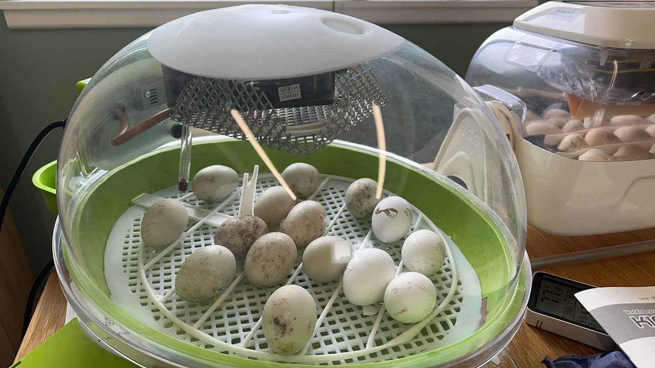 Dalscone Farm is going live! - YouTube