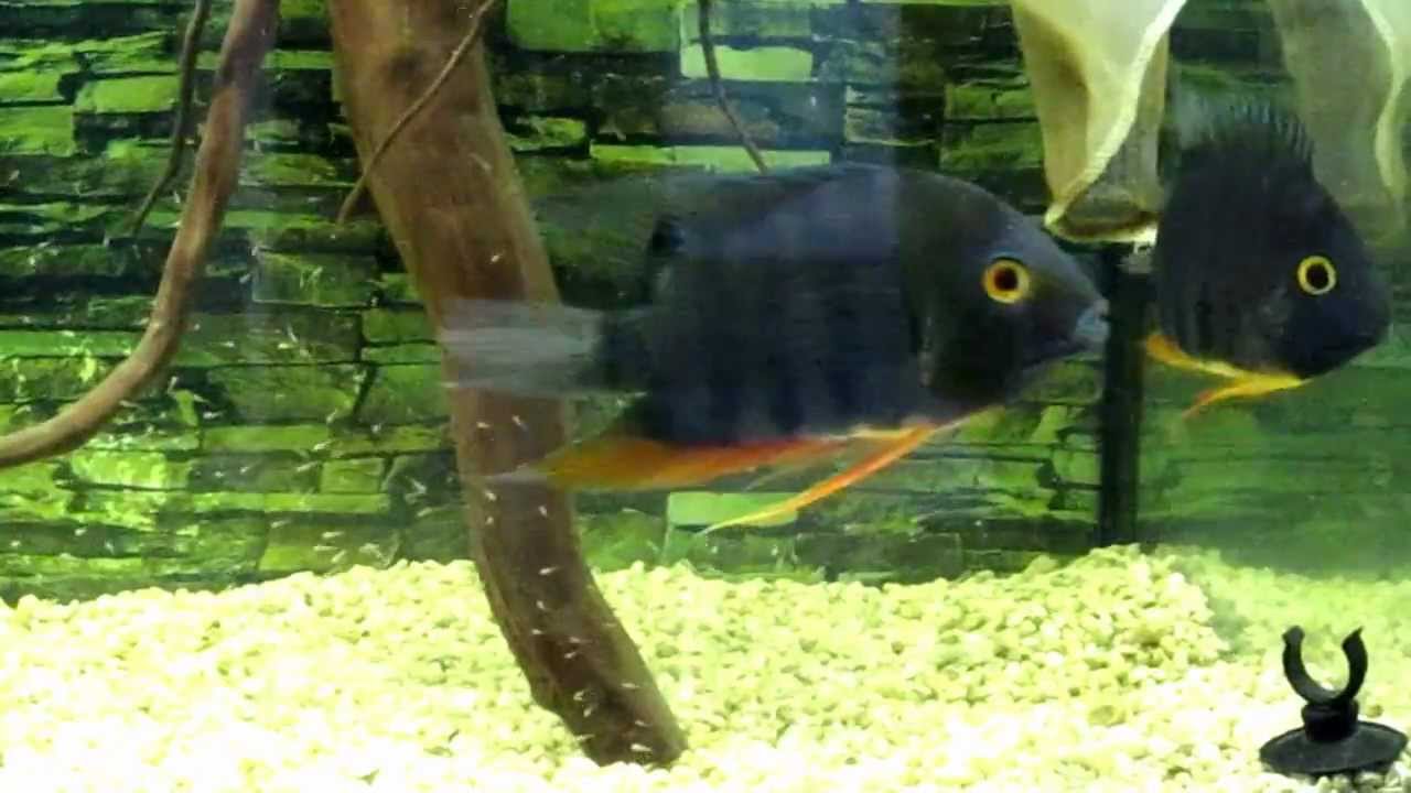 Heros sp. 'rotkeil' / Severum Red shoulder male&female - YouTube